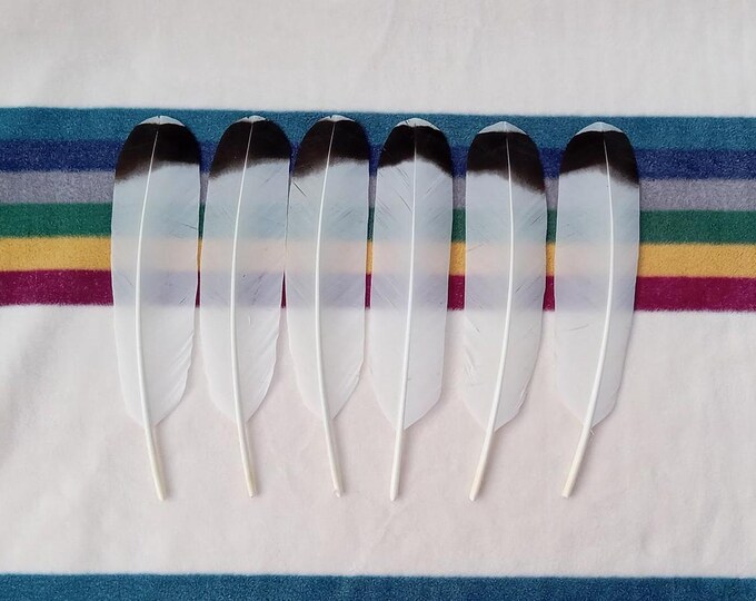 104 - Legal Hawk Feather Set - Etsy