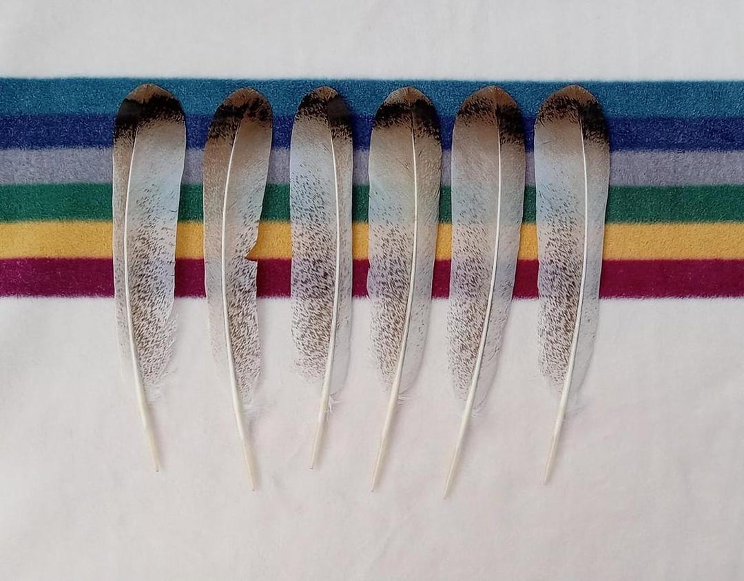 H105 - Legal Hawk Feather Set - Etsy