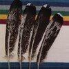 136 - Legal Hawk Feather Set - Etsy