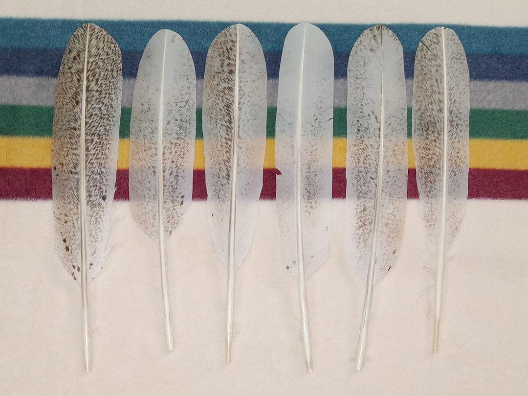 325 - Legal Hawk Feather Set - Etsy
