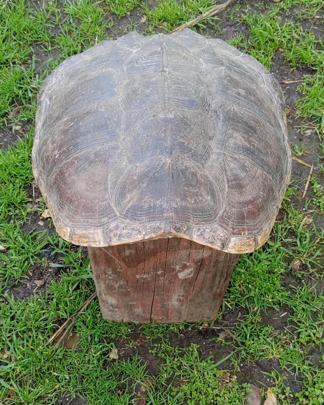 G301 - Snapping Turtle Shell - Etsy