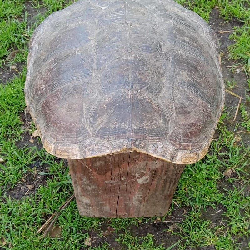 Large Turtle Shell - Etsy