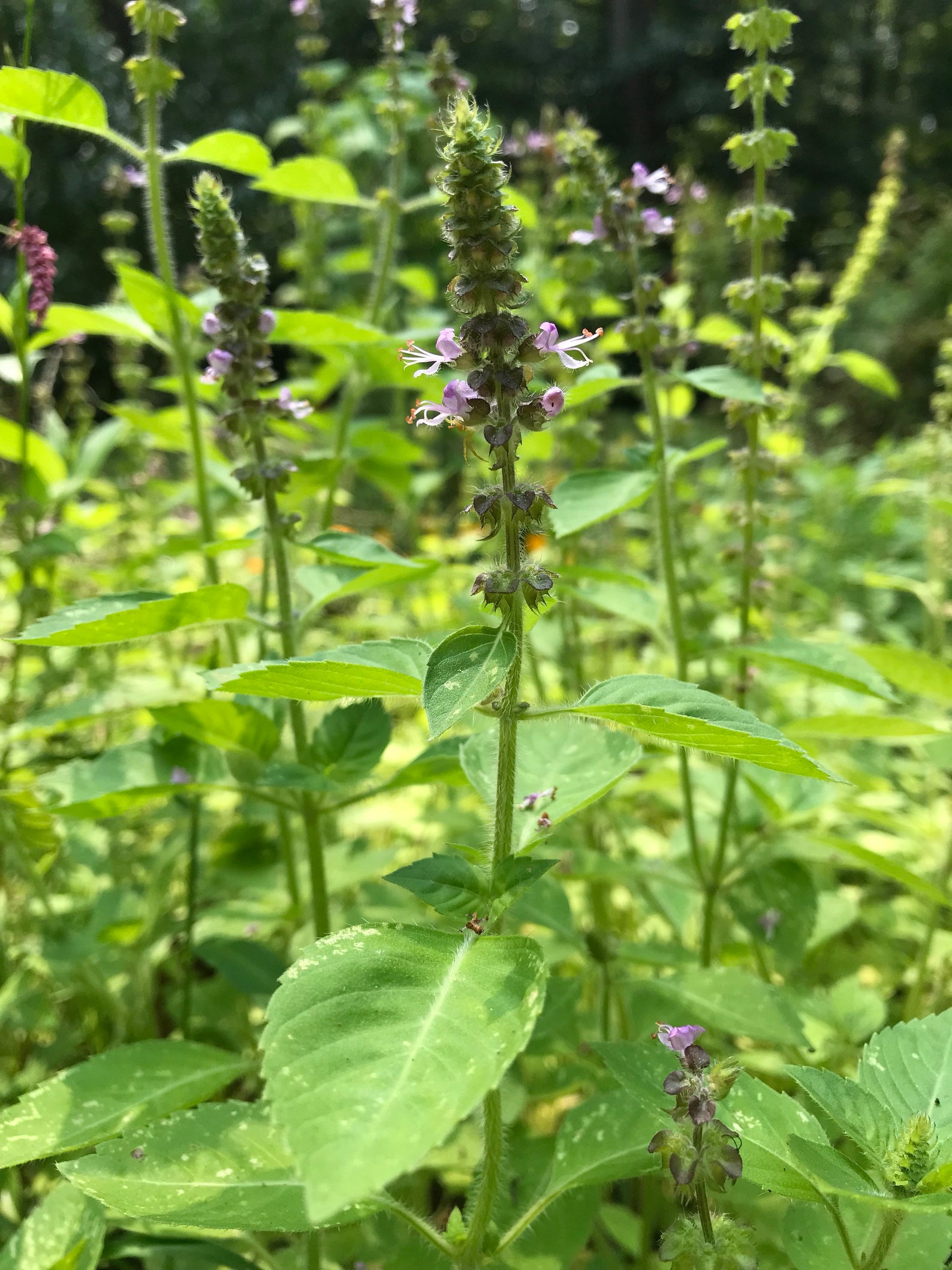 Peach Wineberry Tulsi Cordial Summer Elixir Holy Basil Wild - Etsy