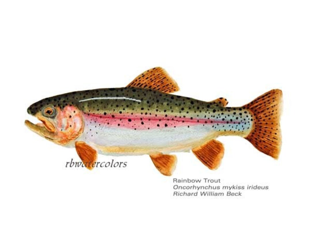 Fish Rainbow Trout print 11x14 Fish Fly Fisherman Fish Art Fathers Day ...