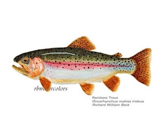 Limited Run Print of a Yearling Rainbow Trout in Colored - Etsy