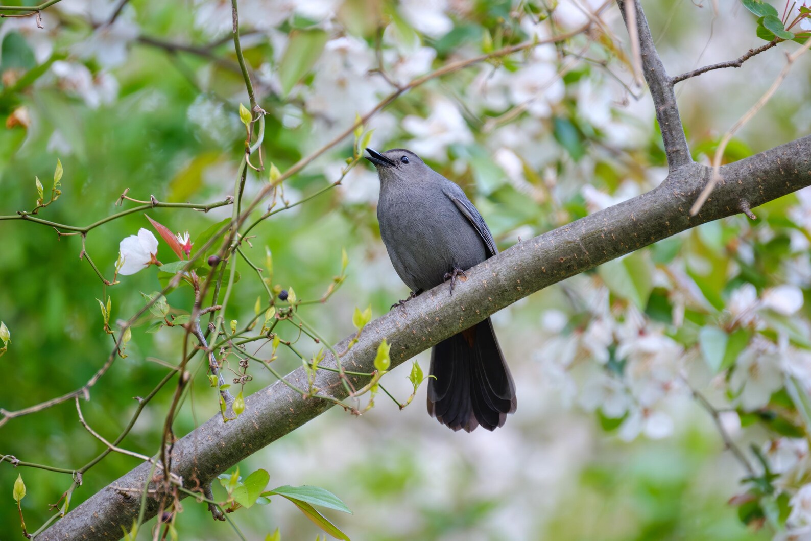 Catbird Photo, Animal Photo, Wildlife Photo, Avian Photo, Bird Art ...