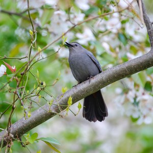 Catbird Photo, Animal Photo, Wildlife Photo, Avian Photo, Bird Art ...