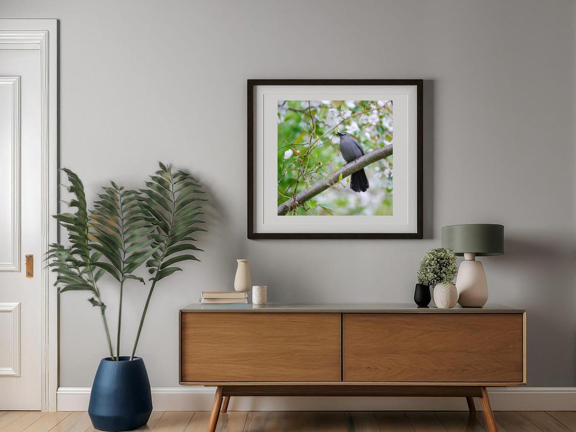 Catbird Photo, Animal Photo, Wildlife Photo, Avian Photo, Bird Art ...