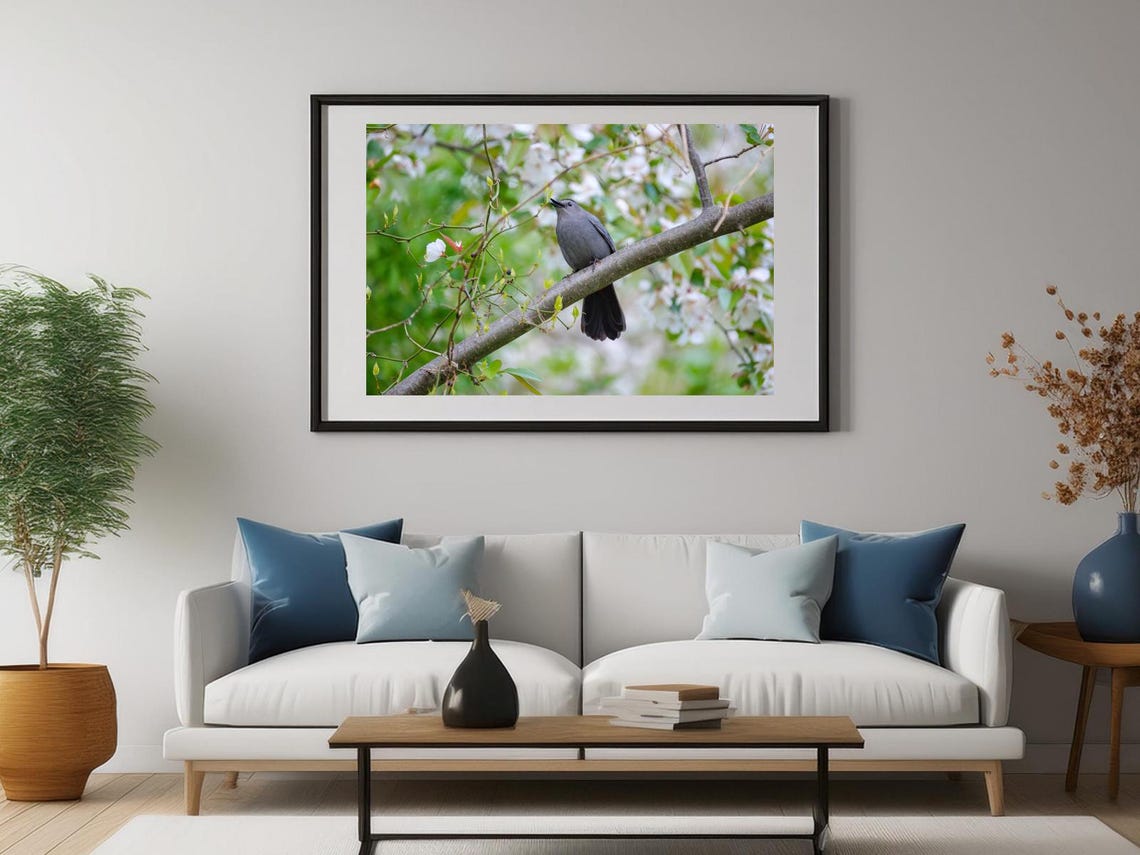 Catbird Photo, Animal Photo, Wildlife Photo, Avian Photo, Bird Art ...