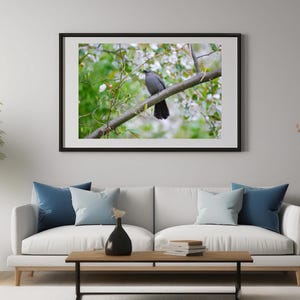 Catbird Photo, Animal Photo, Wildlife Photo, Avian Photo, Bird Art ...