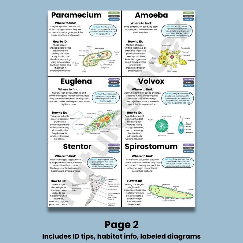 Pond Microlife Identification Chart: Biology Educational Poster ...