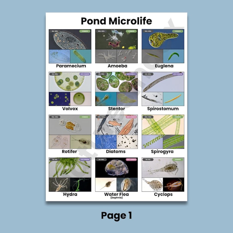 Pond Microlife Identification Chart: Biology Educational Poster ...