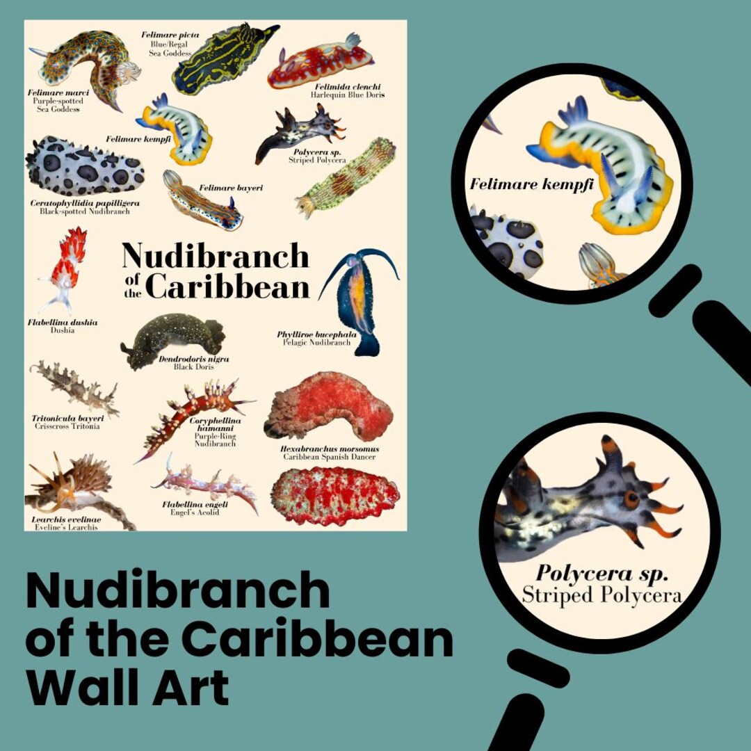 Caribbean Nudibranch Identification Chart | Marine Biology Art (digital ...