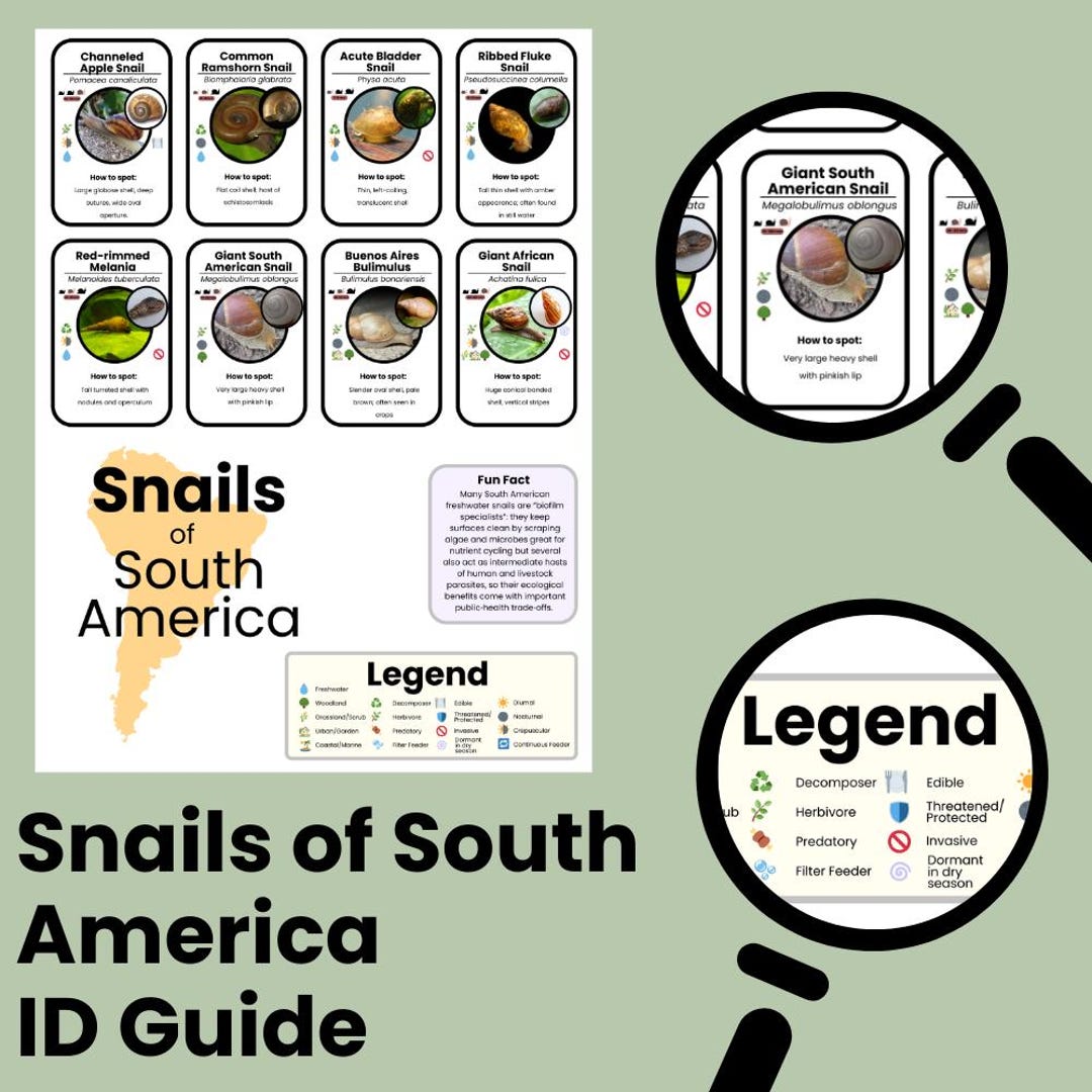 Snail ID Chart / South America Common & Invasive Species Guide ...