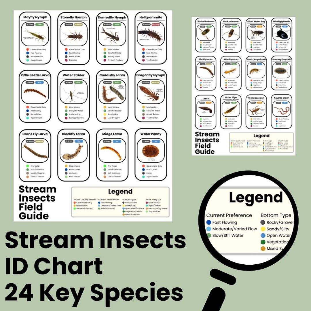 Stream Insects Identification Chart: Freshwater Macroinvertebrates ...
