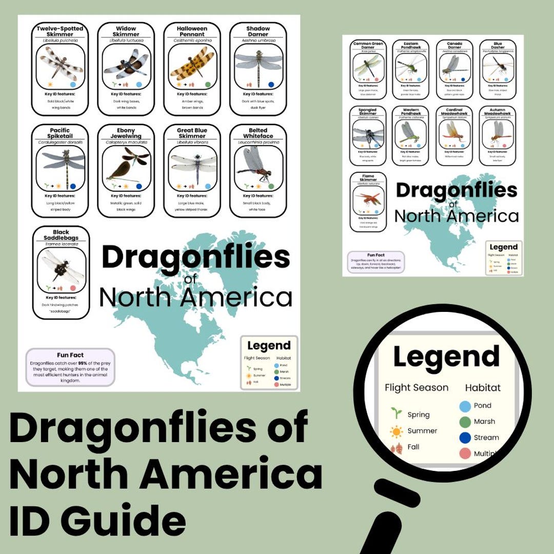 Dragonflies of North America Identification Chart. 18 Common Species ...