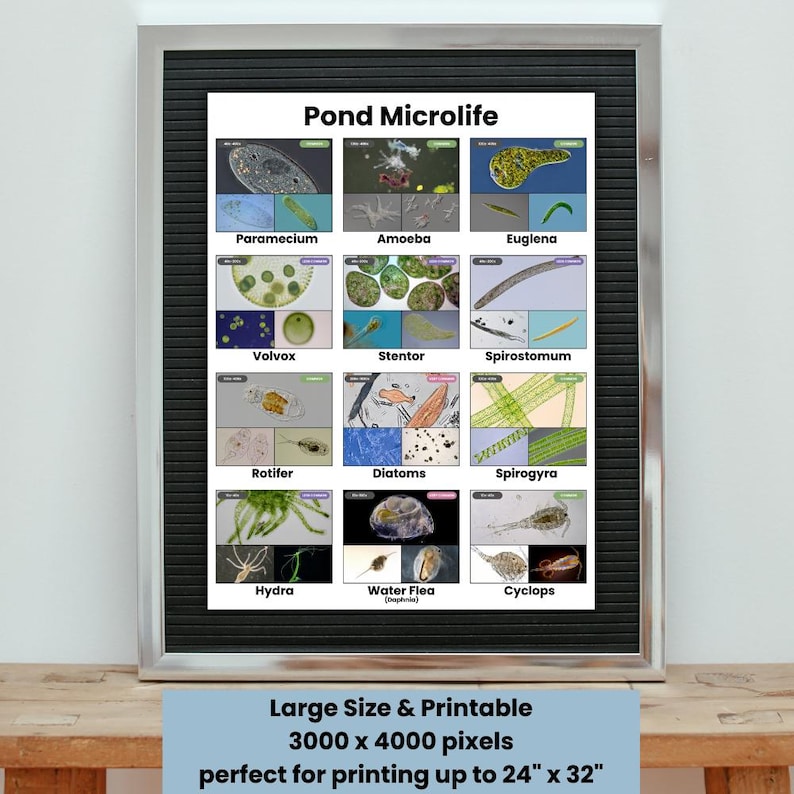 Pond Microlife Identification Chart: Biology Educational Poster ...