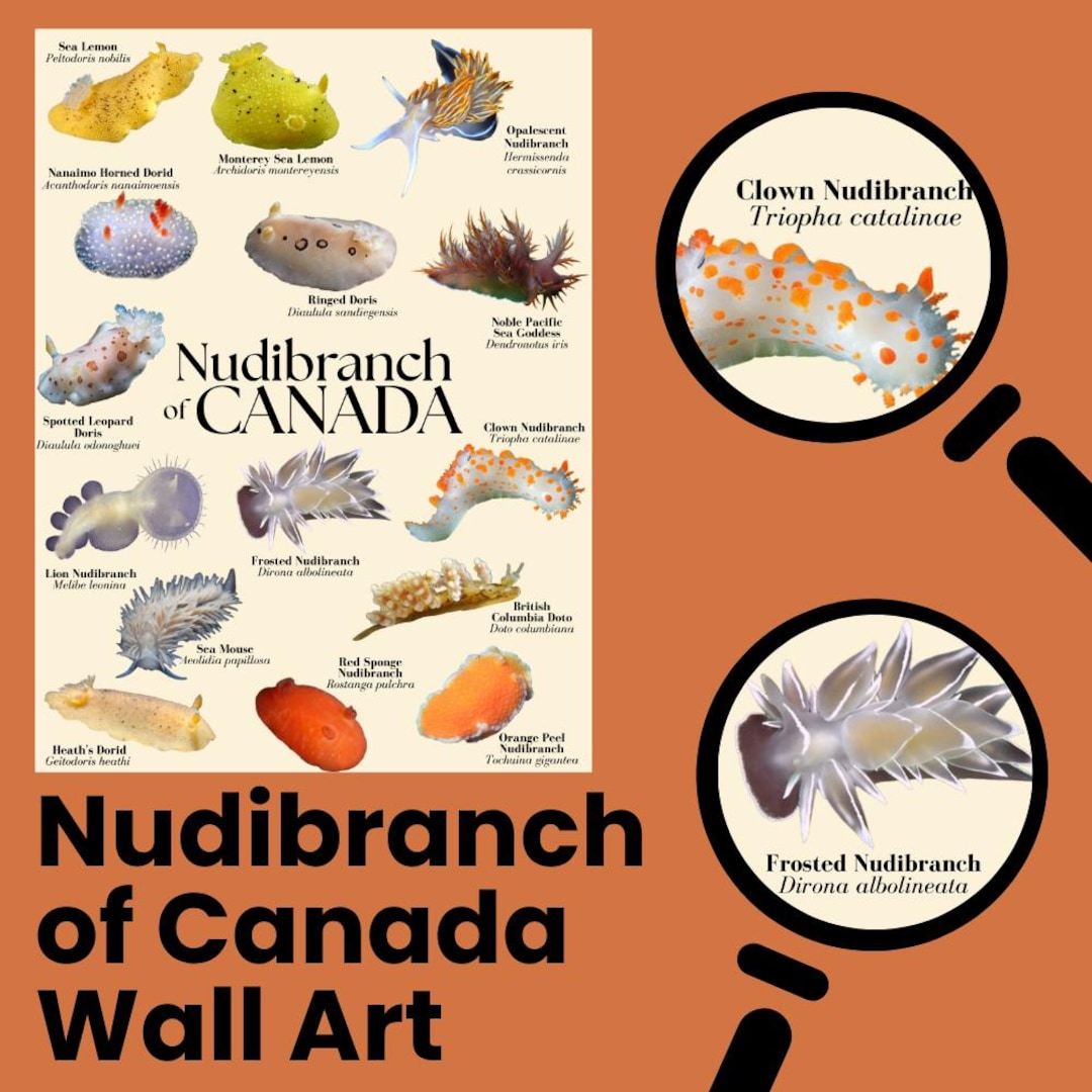 Nudibranchs of Canada Poster Pacific Coast Sea Slug Identification ...