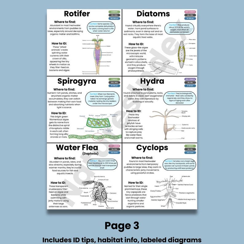 Pond Microlife Identification Chart: Biology Educational Poster ...