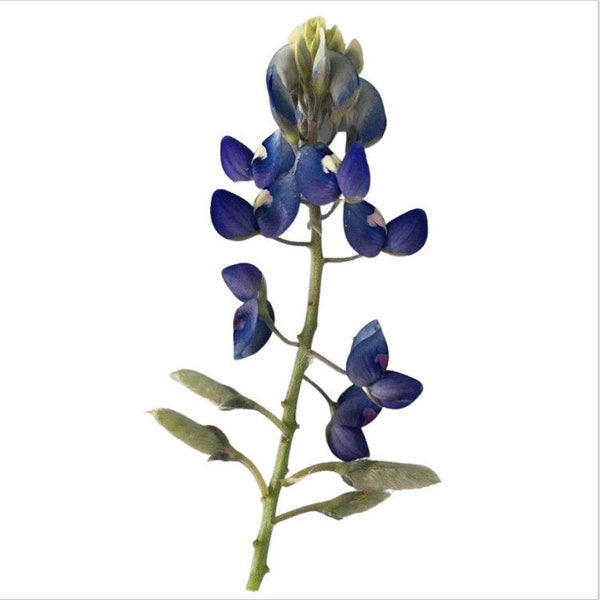 Bluebonnet Svg - Etsy