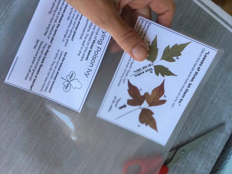 Digital Poison Ivy Identification Card Print to Make 2 | Etsy