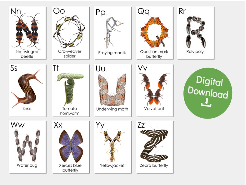Digital Insect Alphabet Flashcards Insect Alphabet Banner - Etsy