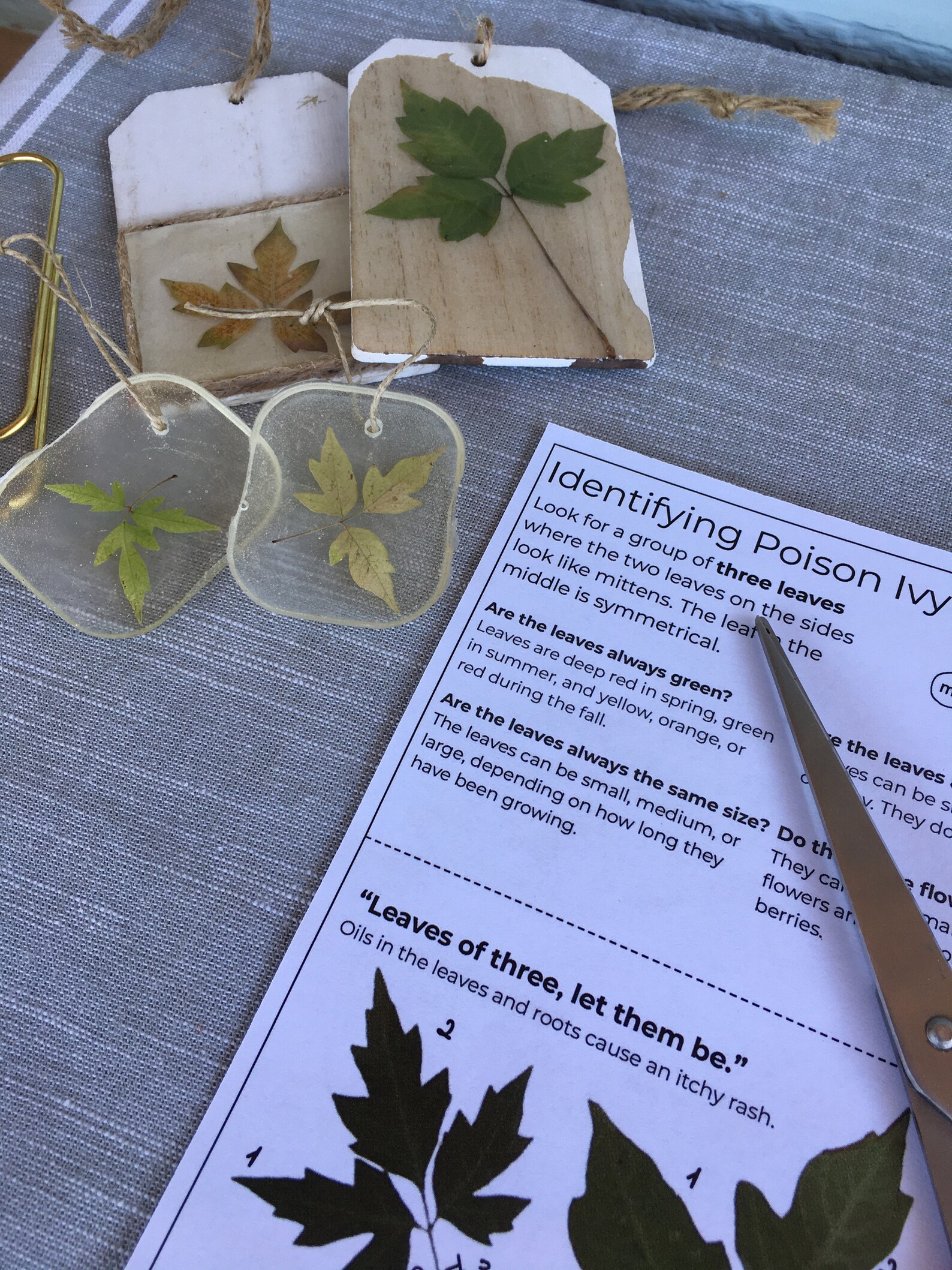 Digital Poison Ivy Identification Card Print to Make 2 - Etsy