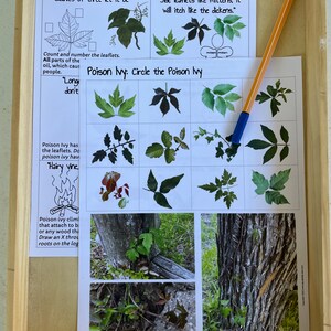 Identify Poison Ivy Worksheet Printable | Poison Ivy Education | Boy ...