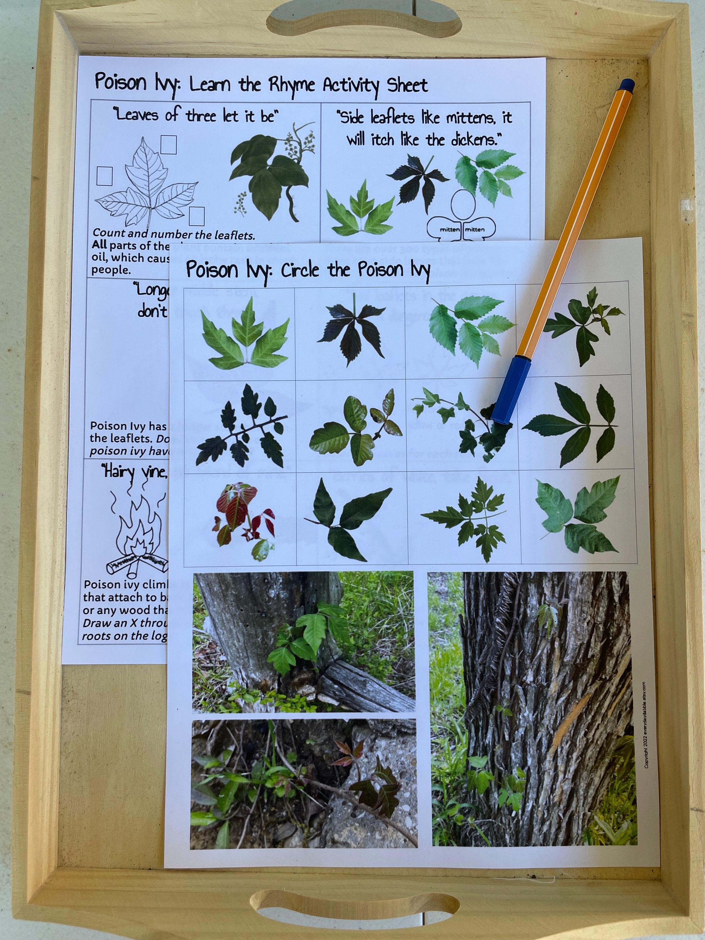 Identify Poison Ivy Worksheet Printable | Poison Ivy Education | Boy ...