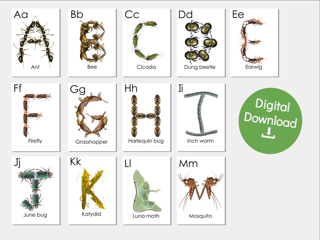 Printable Bugs Alphabet for Teaching Insects Using Matching Alphabet ...