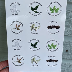 How to Identify Poison Ivy Sticker Sheet - "leaves of Three, Let It Be ...