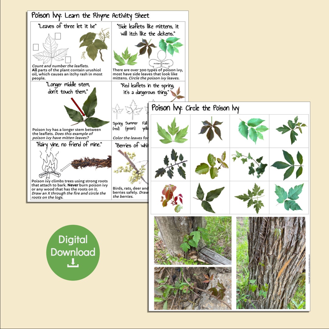 Identify Poison Ivy Worksheet Poison Ivy Education Boy Scouts Girl ...