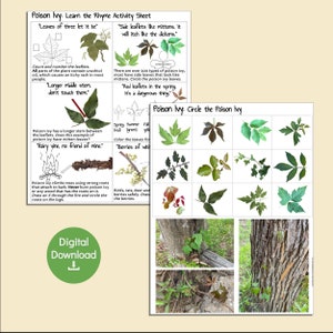 Identify Poison Ivy Worksheet Printable | Poison Ivy Education | Boy ...