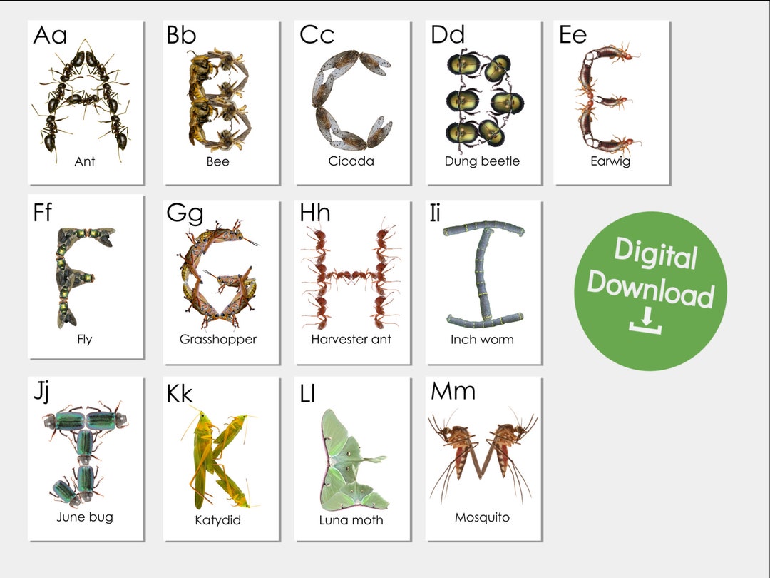 Digital Insect Alphabet Flashcard Bundle Bug Matching - Etsy Australia