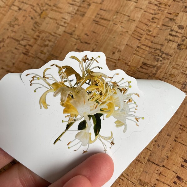 Honeysuckle Vine - Etsy