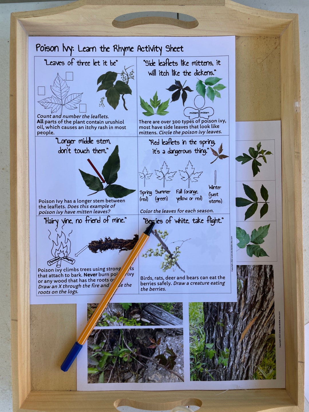 Identify Poison Ivy Worksheet Printable | Poison Ivy Education | Boy ...
