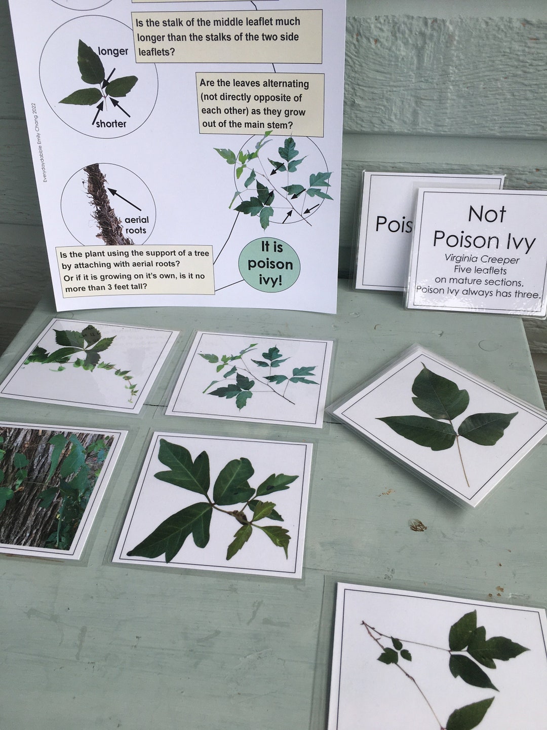 Digital Poison Ivy Identification Bundle Learn How to Identify Poison ...