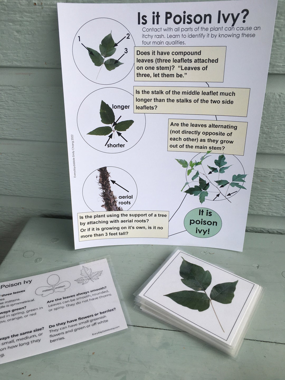 Digital Poison Ivy Identification Bundle | Learn How to Identify Poison ...