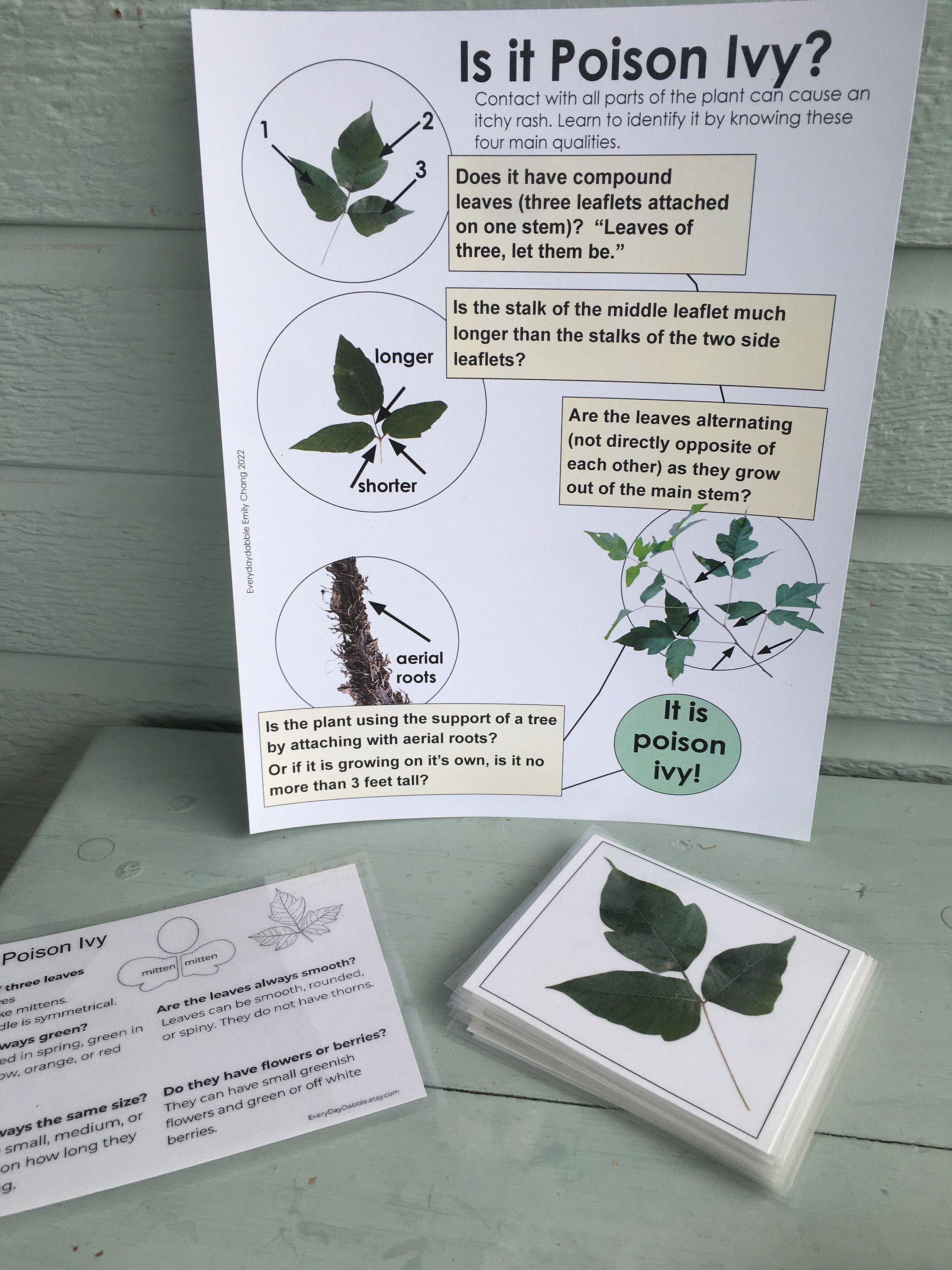 Poison Ivy Identification Guide How To Identify Poison Ivy And