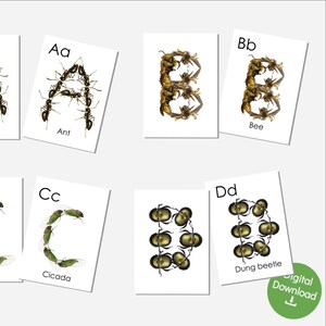 Printable Bugs Alphabet Letters - Fun Bug Font - Bulletin Board Letters ...