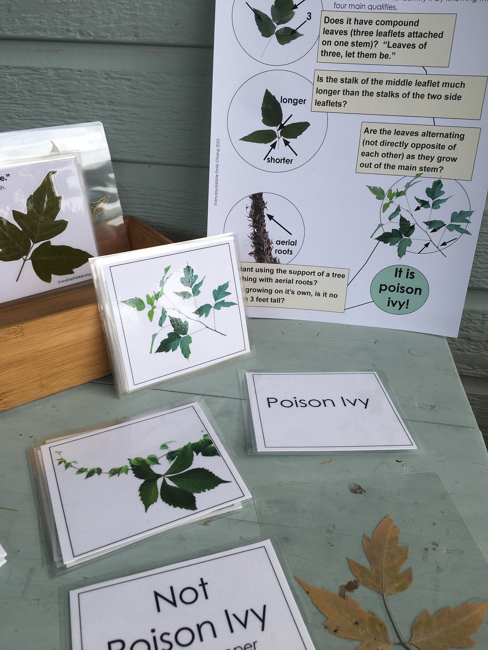 Digital Poison Ivy Identification Bundle Learn How to - Etsy