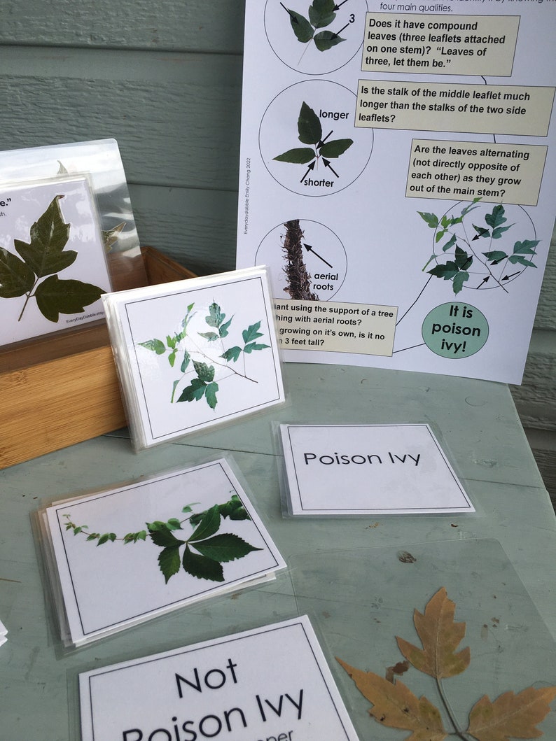 Digital Poison Ivy Identification Bundle | Learn How to Identify Poison ...