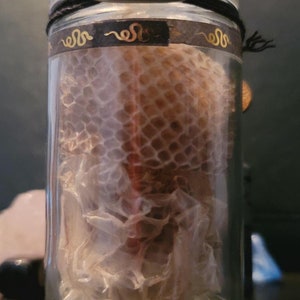 Shed Snake Skin Crafts, Snake Skin Magick, Snake Skin Rituals - Etsy