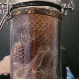 Shed Snake Skin Crafts, Snake Skin Magick, Snake Skin Rituals - Etsy