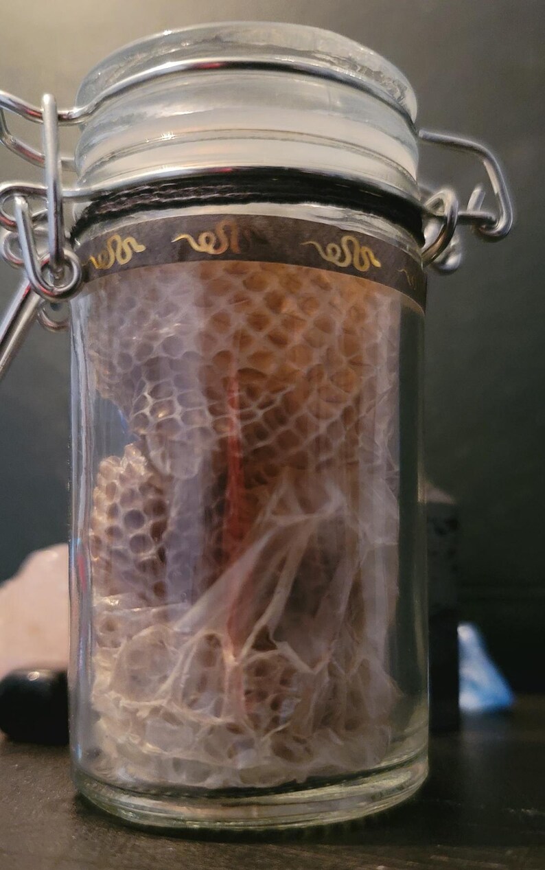 Shed Snake Skin Crafts, Snake Skin Magick, Snake Skin Rituals - Etsy
