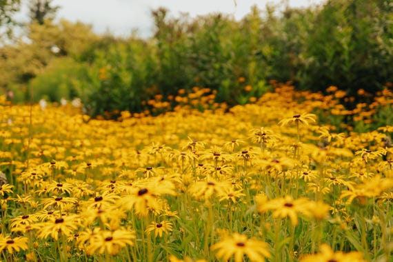 Field Of Yellow Daisies