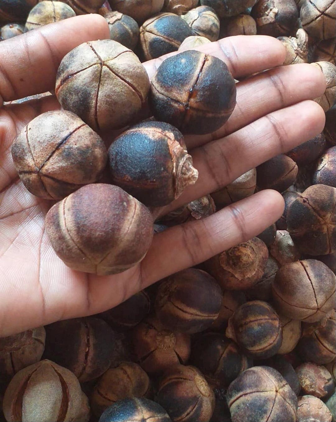 Fresh Gorontula/snot Apple/silky Kola/fruit/thespesia Garckeana- 30 ...