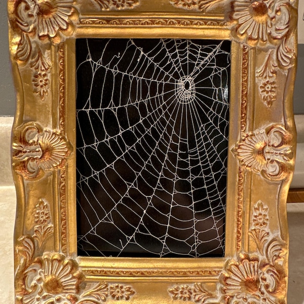 Framed Spider Web - Etsy