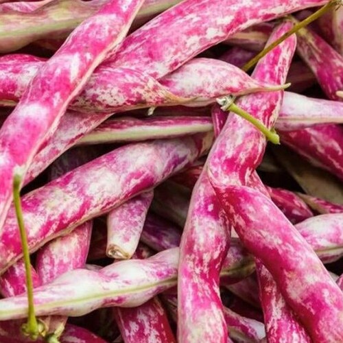 Heirloom French Horticultural Half Runner Bush Bean Seed - Etsy