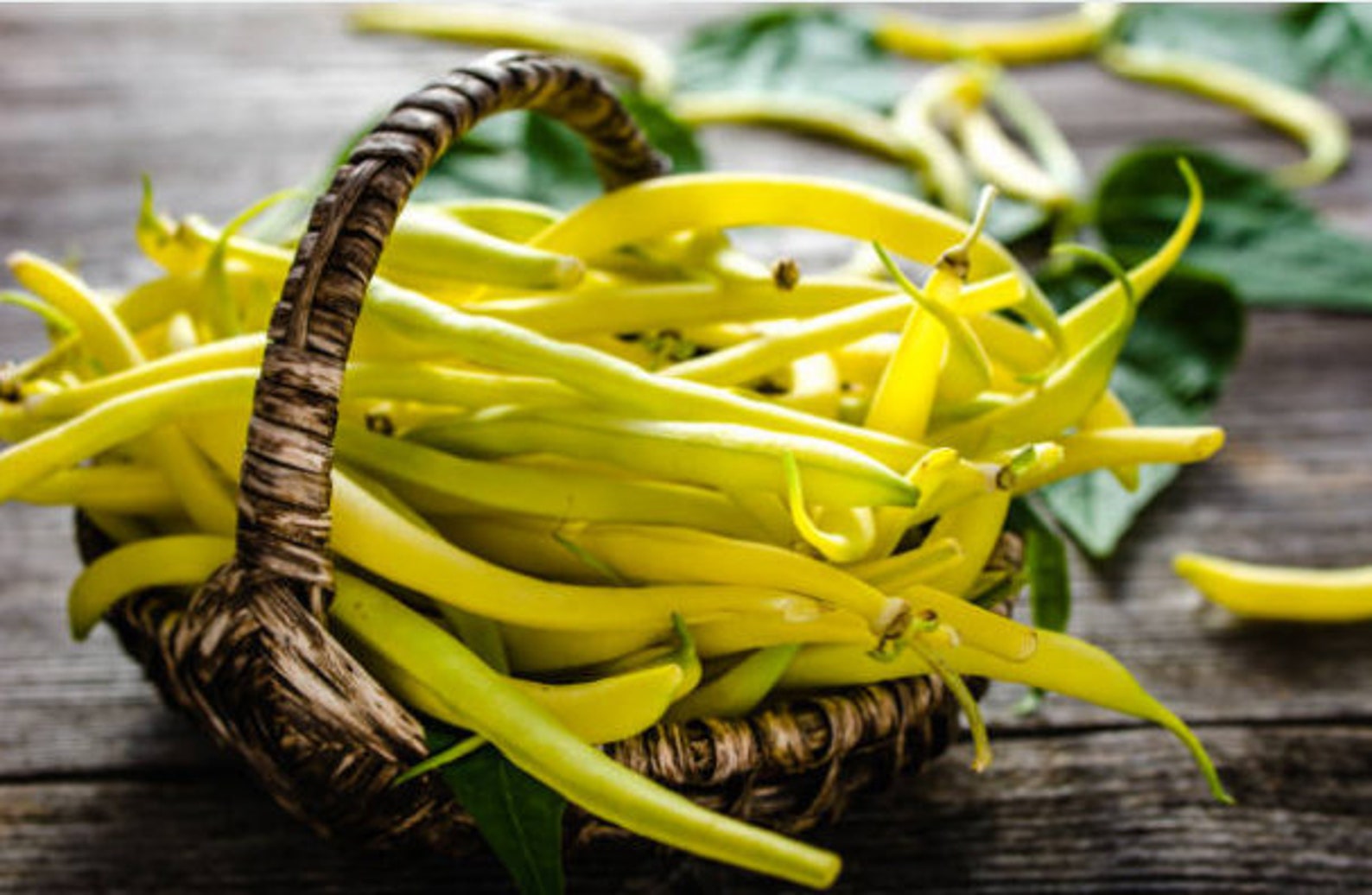 Heirloom Gold Rush Bush Bean Seeds Organic, Non-gmo - Etsy